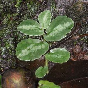 The Biodiversity of Singapore- Procris repens