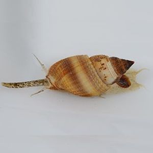 The Biodiversity of Singapore- Nassarius sp. JS-2381