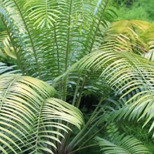 The Biodiversity of Singapore- Lepidozamia hopei