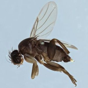 The Biodiversity of Singapore- Phoridae sp. ZRC_BDP0033351