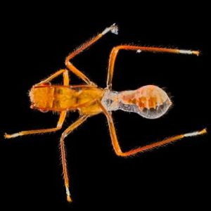 The Biodiversity of Singapore- Hemiptera sp. ZRC_BDP0169747