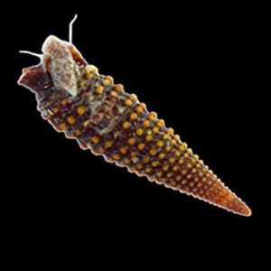 The Biodiversity of Singapore- Cerithiidae sp. 2