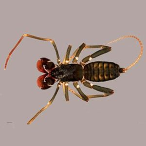 The Biodiversity of Singapore- Thelyphonus sp. ZRCBDP0071876