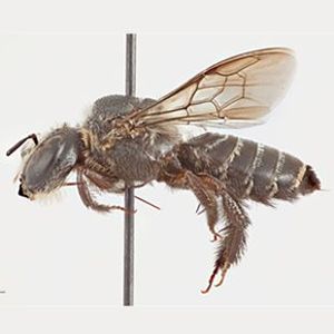 The Biodiversity of Singapore- Lithurgus sp. 1