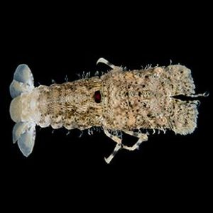 The Biodiversity of Singapore- Scyllaridae sp. 3