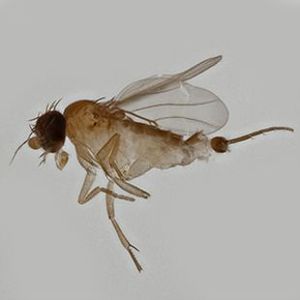 The Biodiversity of Singapore- Phoridae sp. ZRC_BDP0069952