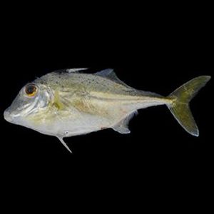 The Biodiversity of Singapore- Triacanthus biaculeatus