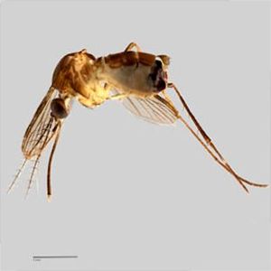 The Biodiversity of Singapore- Culex (Lophoceraomyia) sp. "ZRCBDP_0011222"