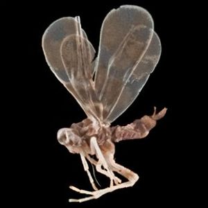 The Biodiversity of Singapore- Hemiptera sp. ZRC_BDP0134517