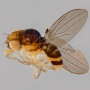 The Biodiversity of Singapore- Mycodrosophila sp. ZRC_BDP0291774
