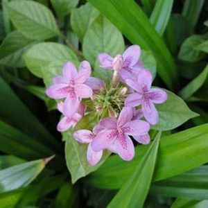 The Biodiversity of Singapore- Ruspolia hypocrateriformis