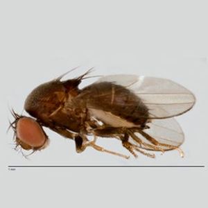 The Biodiversity of Singapore- Scaptodrosophila sp. ZRC_BDP0019891