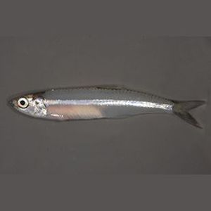 The Biodiversity of Singapore- Stolephorus sp. JS-1860