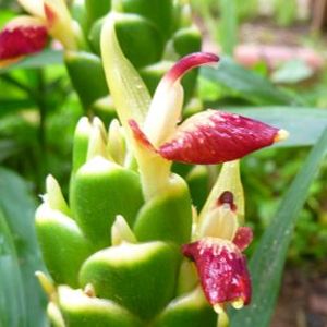 The Biodiversity of Singapore- Zingiber officinale