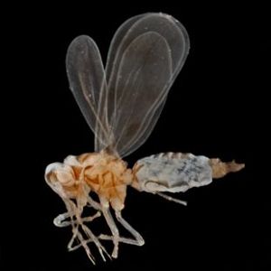 The Biodiversity of Singapore- Hemiptera sp. ZRC_BDP0134524