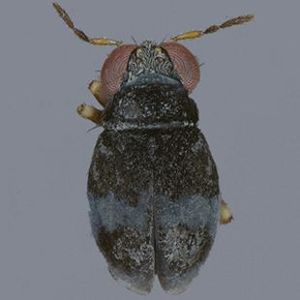 The Biodiversity of Singapore- Corallocoris marksae