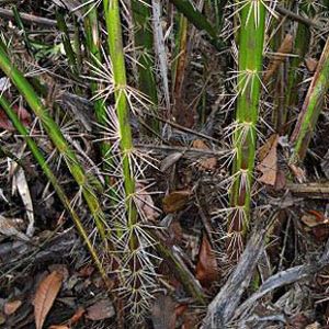The Biodiversity of Singapore- Eleiodoxa conferta
