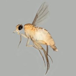 The Biodiversity of Singapore- Megaselia sp. ZRC_BDP0155227