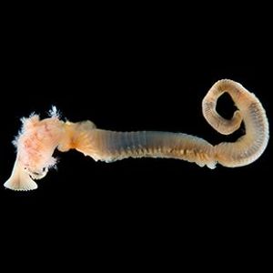 The Biodiversity of Singapore- Serpula sp. SS-0998