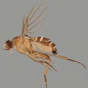 The Biodiversity of Singapore- Metopina-group sp. ZRC_BDP0033106