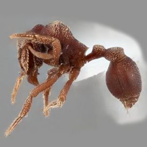 The Biodiversity of Singapore- Eurhopalothrix sp. DHM_ZRC_HYM_0000029