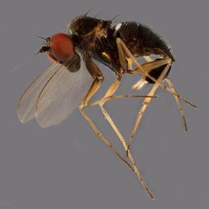 The Biodiversity of Singapore- Medetera cf. "click"