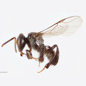 The Biodiversity of Singapore- Tetragonula (Tetragonula) laeviceps