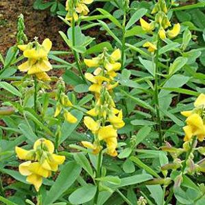 The Biodiversity of Singapore- Crotalaria retusa