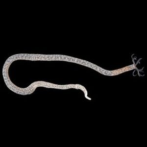 The Biodiversity of Singapore- Synaptula reticulata