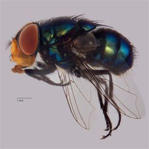 The Biodiversity of Singapore- Chrysomya sp. ZRC_BDP0063421