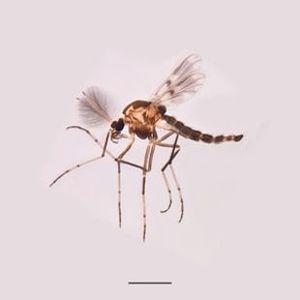 The Biodiversity of Singapore- Procladius choreus