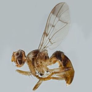 The Biodiversity of Singapore- Pyrgotidae sp. ZRC_BDP0135352