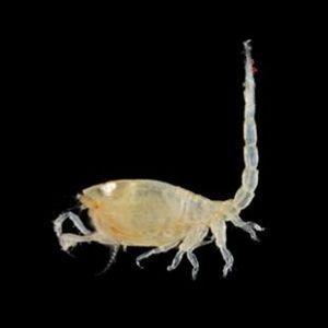 The Biodiversity of Singapore- Cumacean. sp. 2