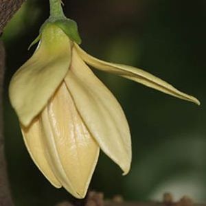The Biodiversity of Singapore- Monoon hookerianum
