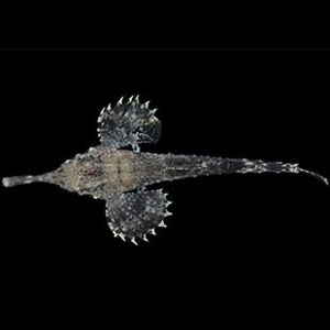 The Biodiversity of Singapore- Pegasus volitans