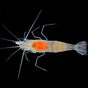 The Biodiversity of Singapore- Salmoneus alpheophilus