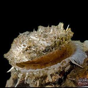 The Biodiversity of Singapore- Spondylus sp. 1