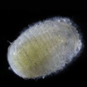 The Biodiversity of Singapore- Sphaeromatidae sp. 4