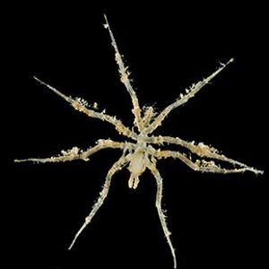 The Biodiversity of Singapore- Pycnogonida sp. 1