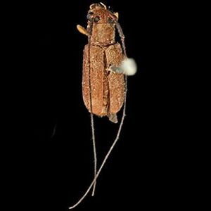 The Biodiversity of Singapore- Serixia (Serixia) prolata