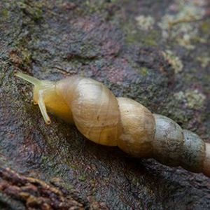 The Biodiversity of Singapore- Subulina octona
