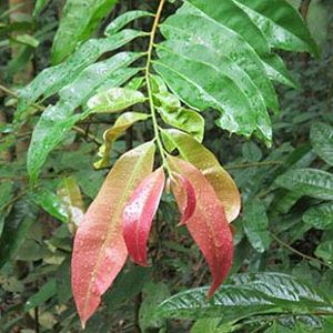 The Biodiversity of Singapore- Campylospermum serratum