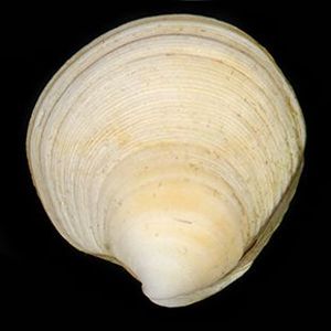 The Biodiversity of Singapore- Dosinia sp.