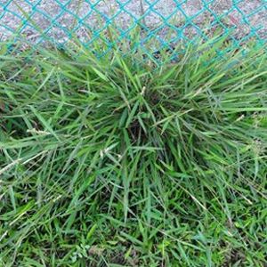 The Biodiversity of Singapore- Ischaemum rugosum