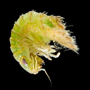 The Biodiversity of Singapore- Sphaeromatidae sp. 26