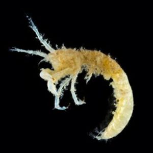 The Biodiversity of Singapore- Pagurapseudes sp. 2