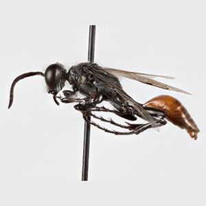 The Biodiversity of Singapore- Prionyx sp. 1