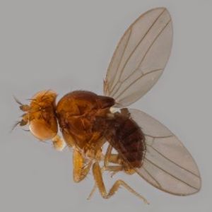 The Biodiversity of Singapore- Drosophilidae sp. ZRC_BDP0296116