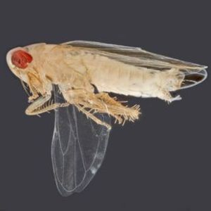 The Biodiversity of Singapore- Hemiptera sp. ZRC_BDP0109981