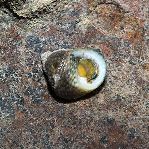 The Biodiversity of Singapore- Monodonta labio